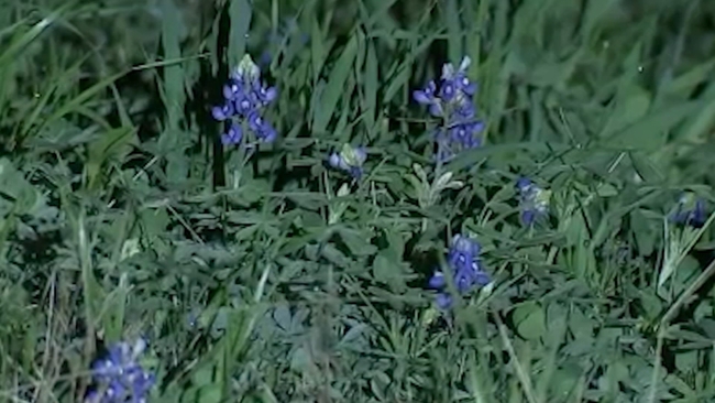 Texas bluebonnets: State flower spotted blooming early in Houston ...