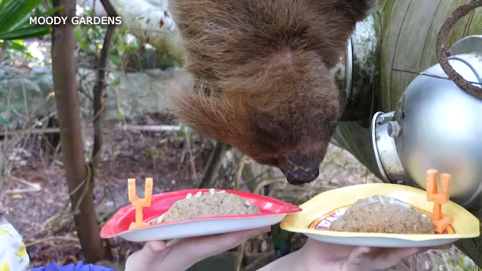 Moody Gardens' Carlton the Sloth weighs in on who will win NFL Super ...