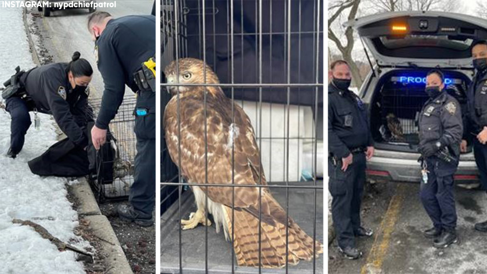 2 NYPD officers rescue injured hawk near busy Manhattan roadway - ABC7 ...
