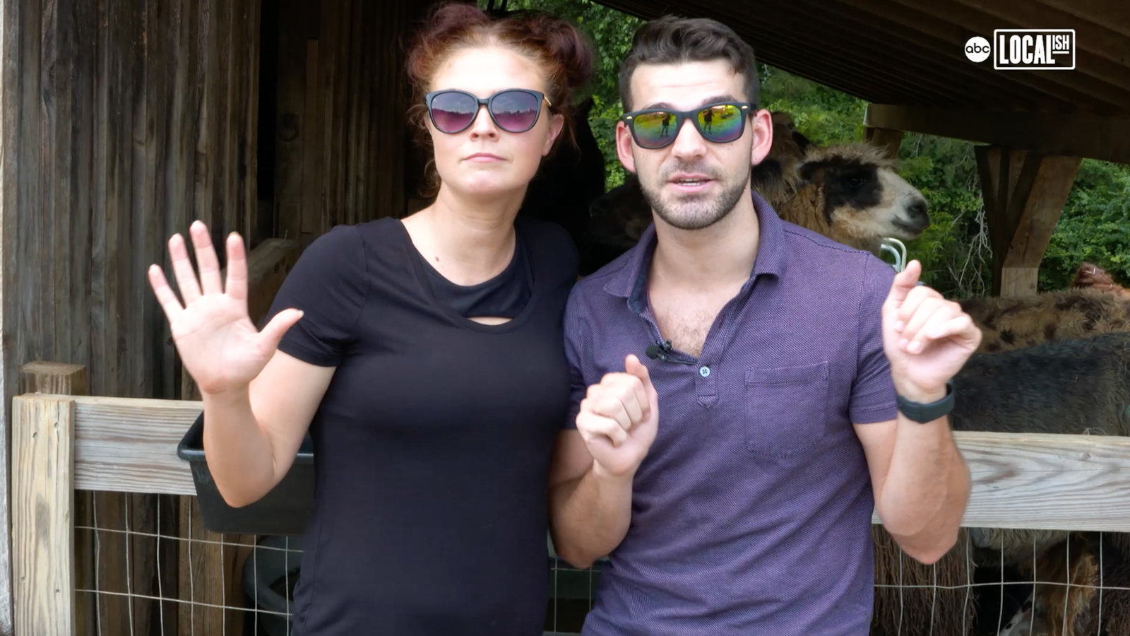 Visit the Largest Llama Farm in the Southeast - ABC7 Chicago