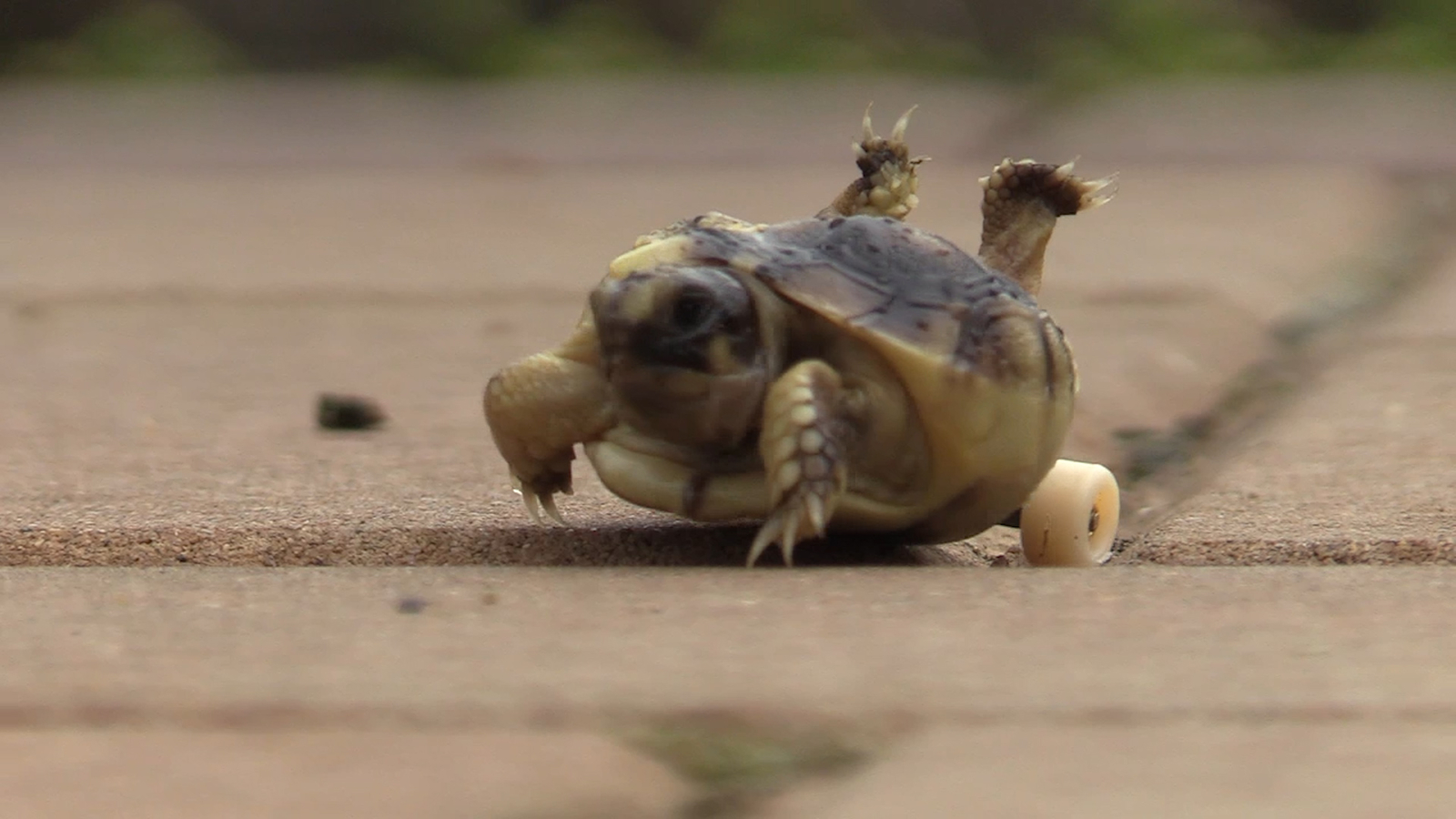 Meet Helix, a baby Tortoise on wheels - ABC7 San Francisco