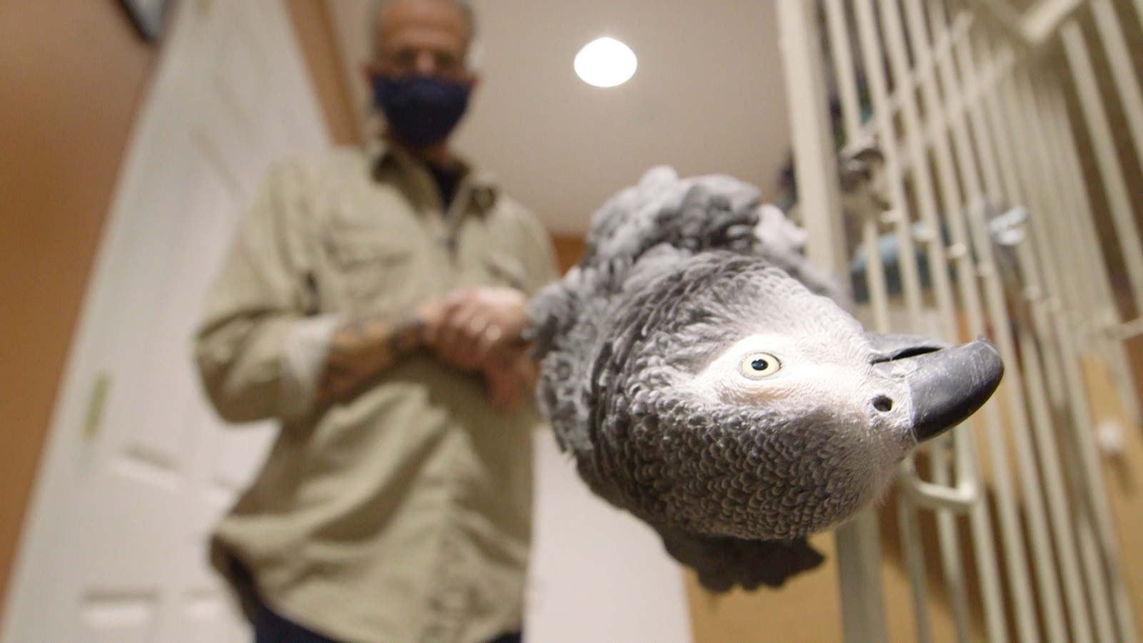 Northbrook, Ill. bird rescue unites couple over love of birds - ABC7 ...