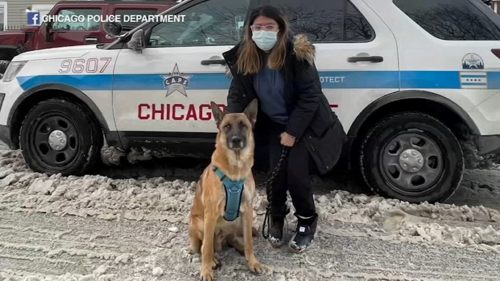 Chicago police share how they found missing dog Toby, who escaped from ...