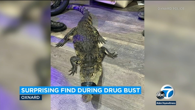Drug bust - ABC7 Los Angeles