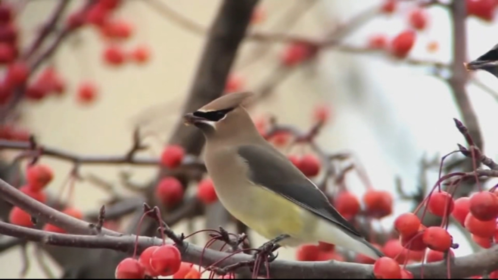 Philadelphia launches new initiative to protect migrating birds - 6abc ...