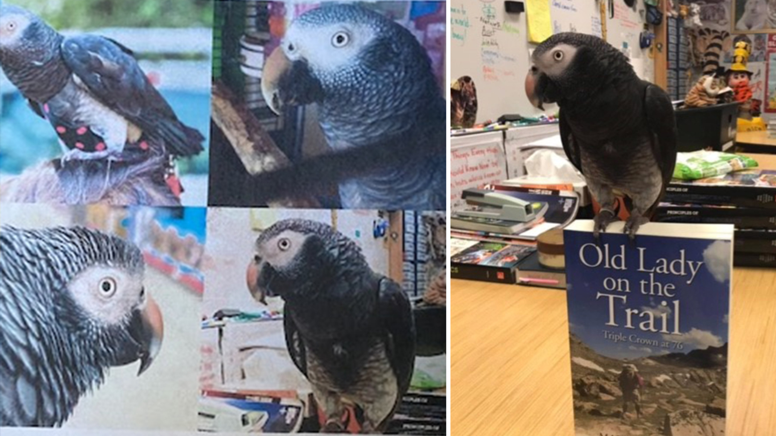 Fresno teacher offering $1,000 reward for her beloved missing parrot ...