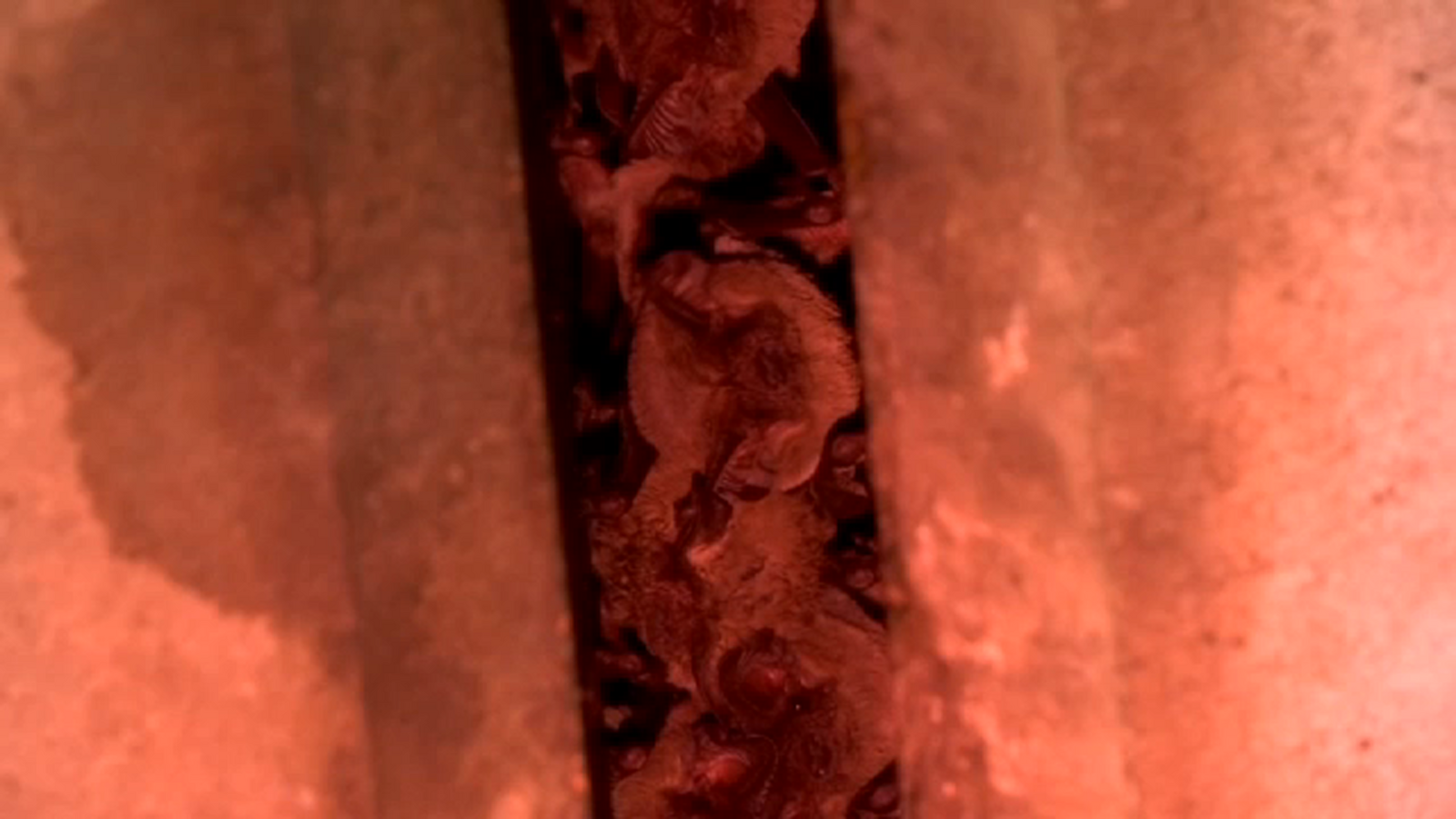 Houston's bat population hit hard by winter storm and freezing weather ...