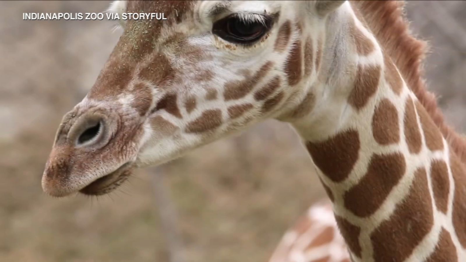 Young giraffe enjoys firstday outside at Indianapolis Zoo - ABC7 Chicago