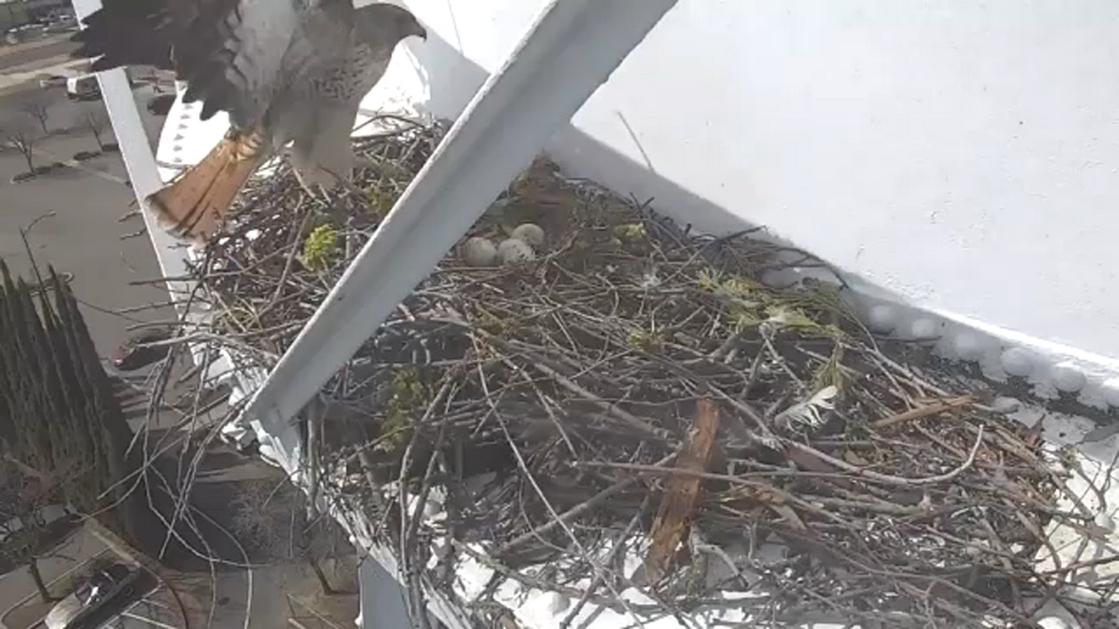 Red-tailed hawk sets up nest on Old Town Clovis water tower - ABC30 Fresno