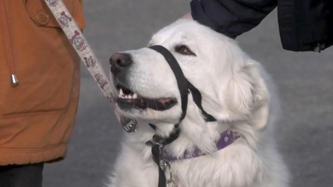 Video shows excited German shepherd jump into box of pet toys to pick ...