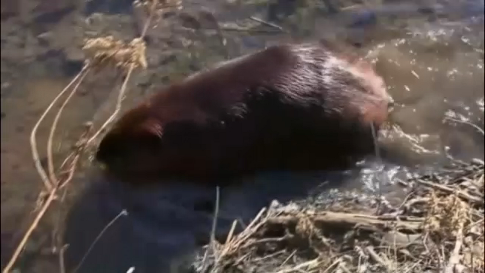 Beaver gets loose in Toronto subway station - ABC7 New York
