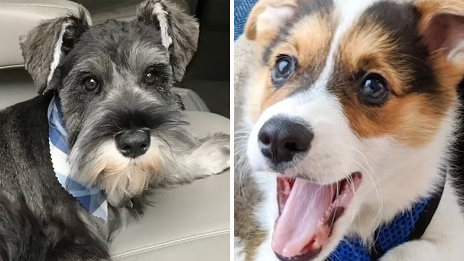 Pandemic pets: Adoptions prove to be a booming pandemic trend - ABC13 ...