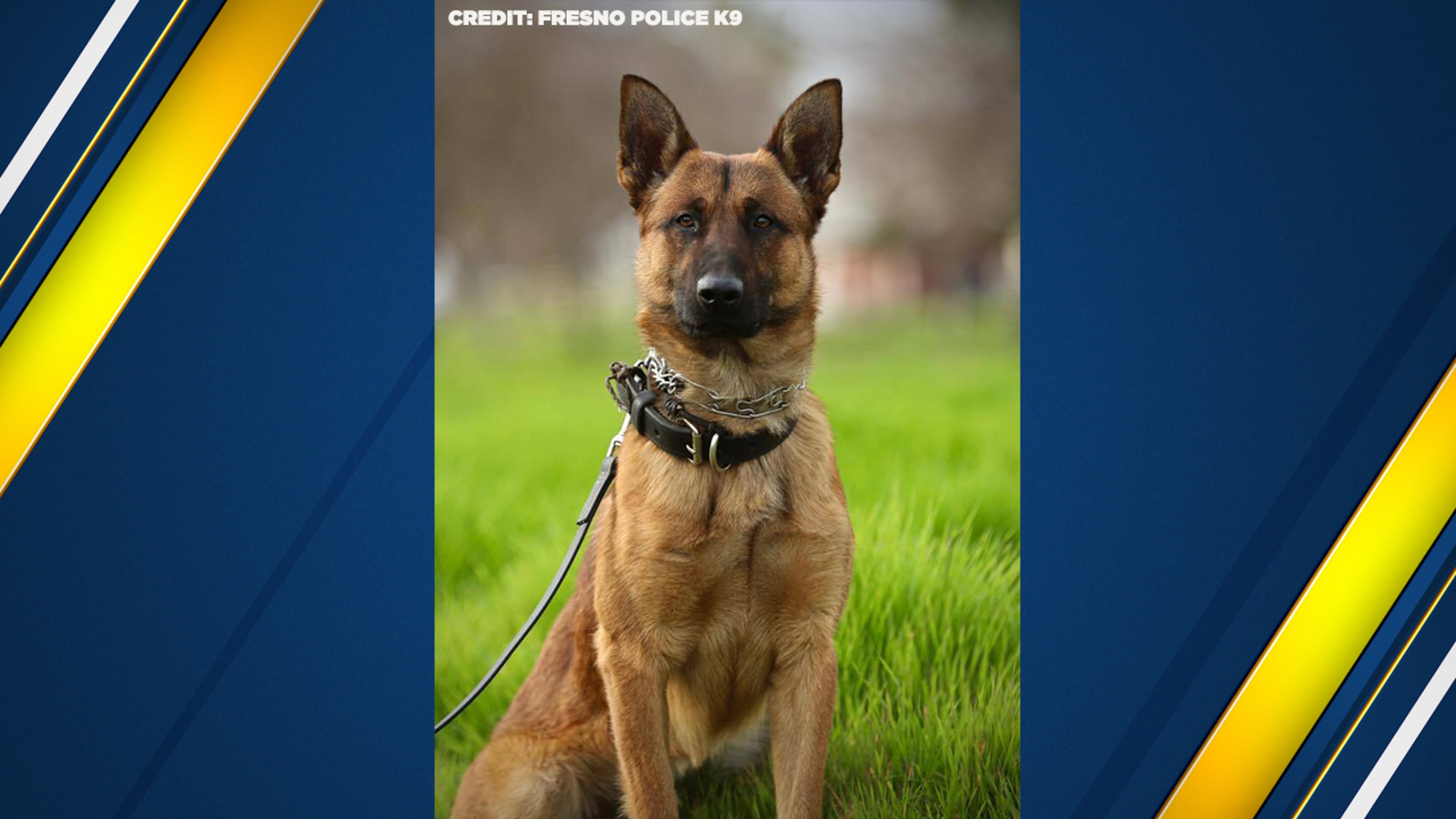 K9 stabbed multiple times by suspect in west central Fresno, police say ...