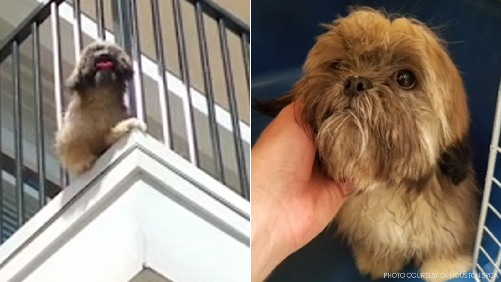 Video released by Houston SPCA shows dog stuck in fence of 3rd floor ...