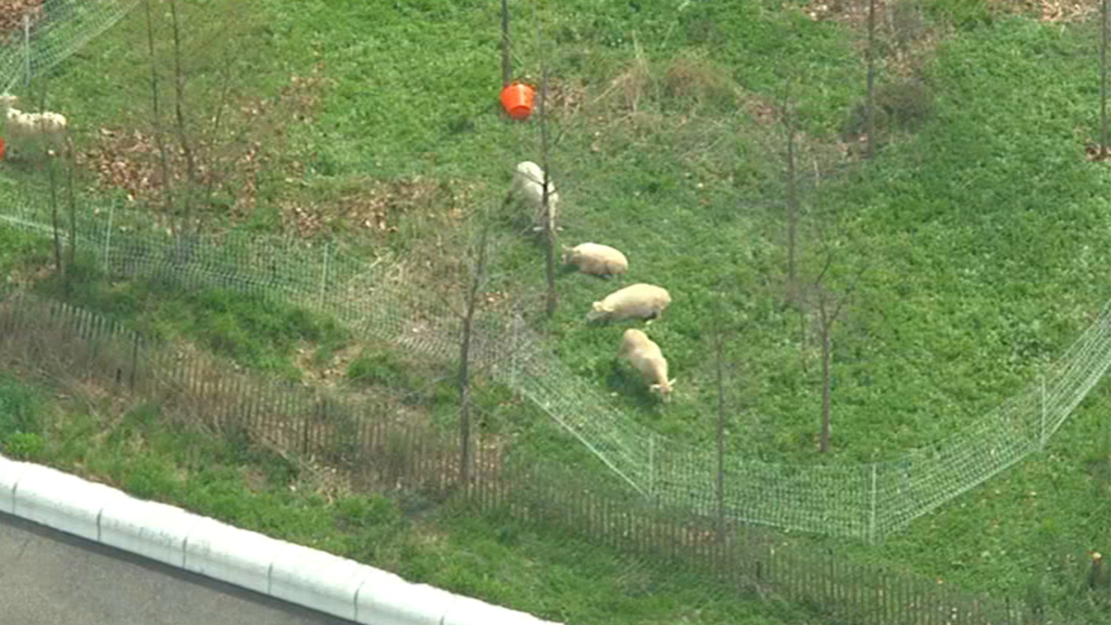 Governors Island sheep to eat invasive plants in Hammock Grove - ABC7 ...