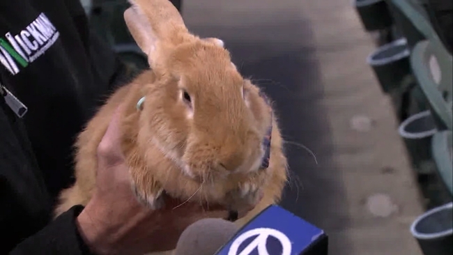 Alex The Great: Beloved ballpark therapy bunny, dies at 4, after ...