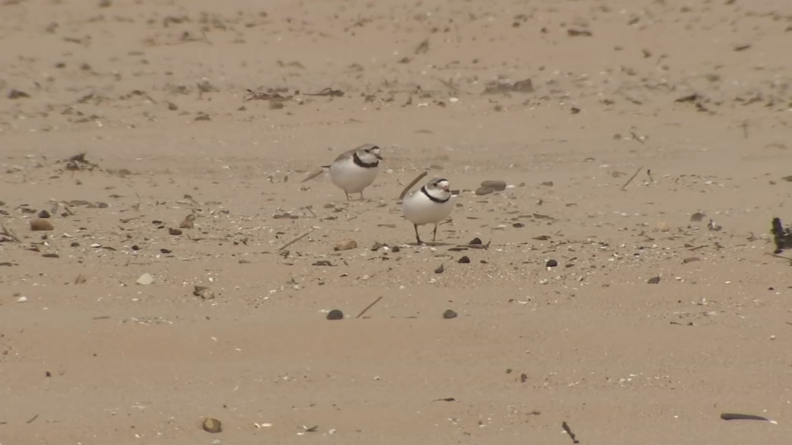 Great Lakes piping plovers Monty and Rose return to Chicago's Montrose ...