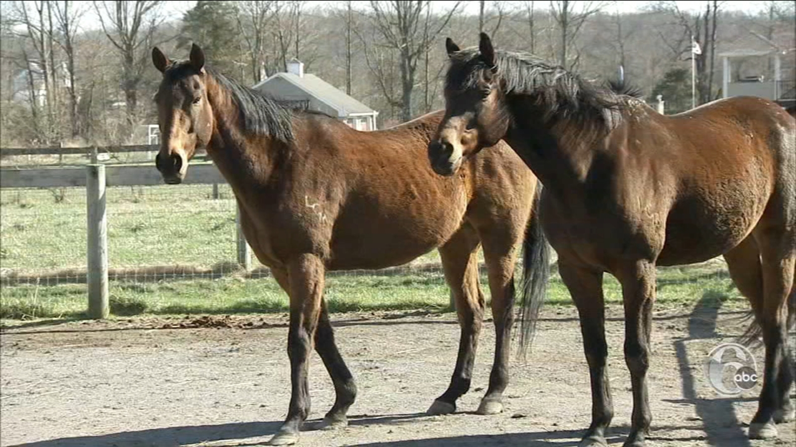 Last Chance Ranch is on a mission to help four-legged friends find ...