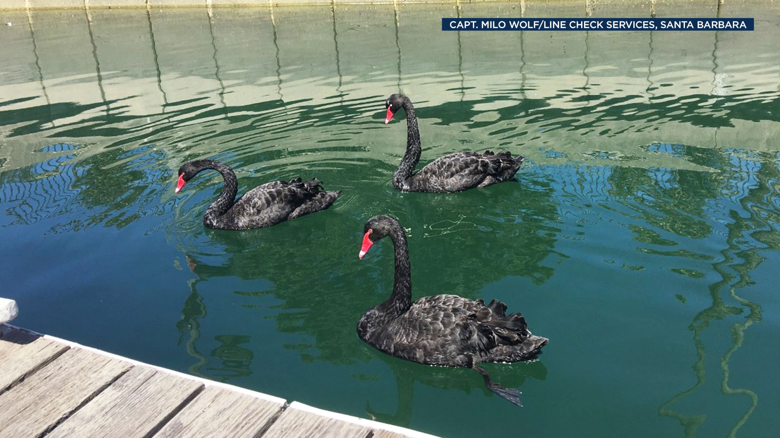 Rare sight: Black swans spotted in Santa Barbara Harbor - ABC7 Los Angeles