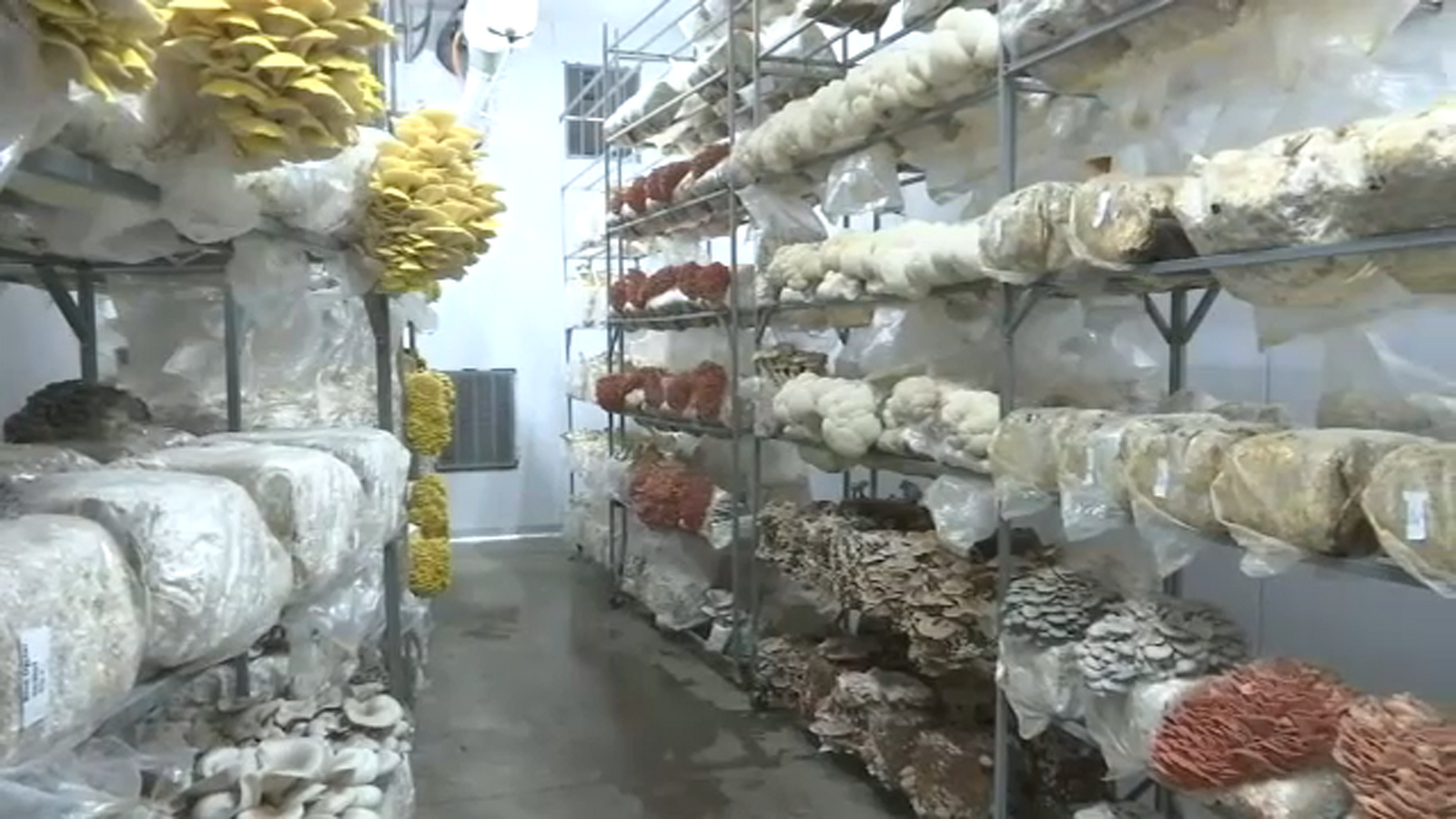 Lone Star Mushrooms in Tomball supplying high-demand exotic 'shrooms to ...