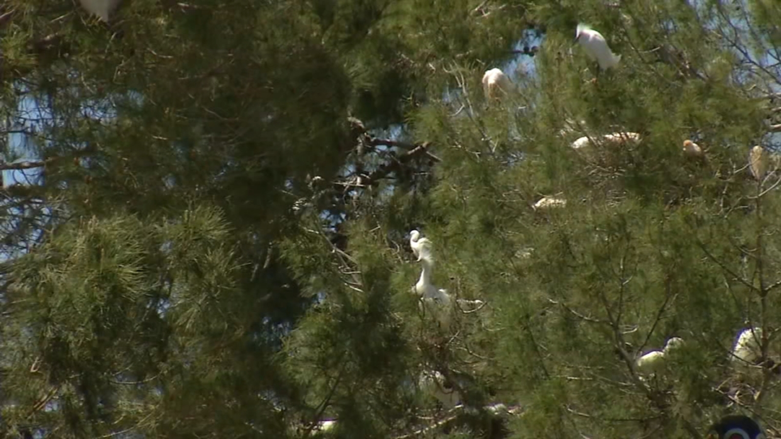 Gustine firing shells on Saturday to solve its bird problem - ABC30 Fresno