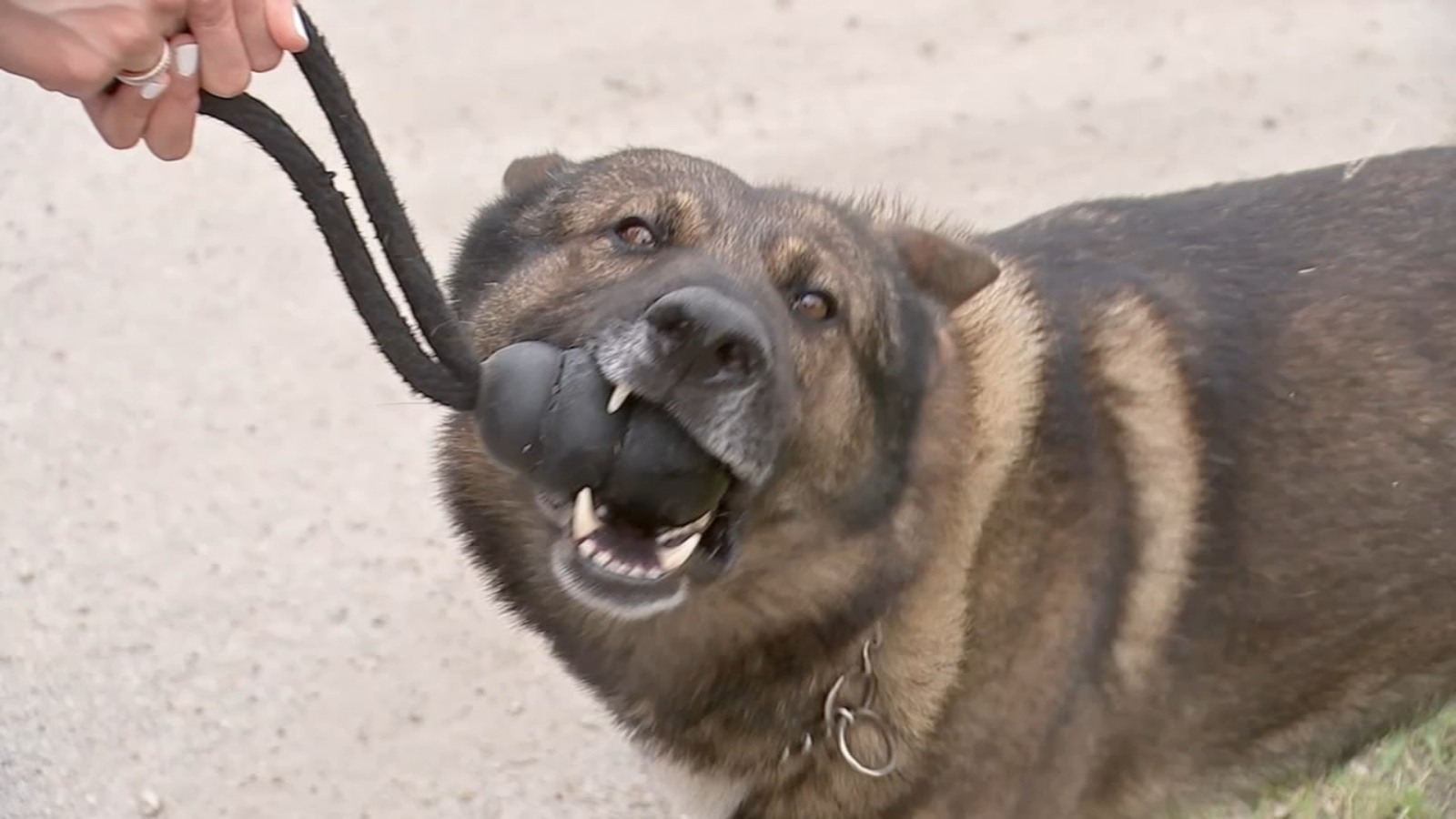Compassion and companionship: A look inside Houston police's K9 patrol ...