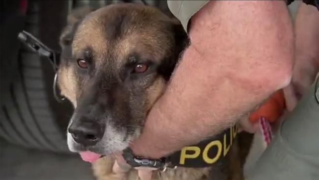 Compassion and companionship: A look inside Houston police's K9 patrol ...