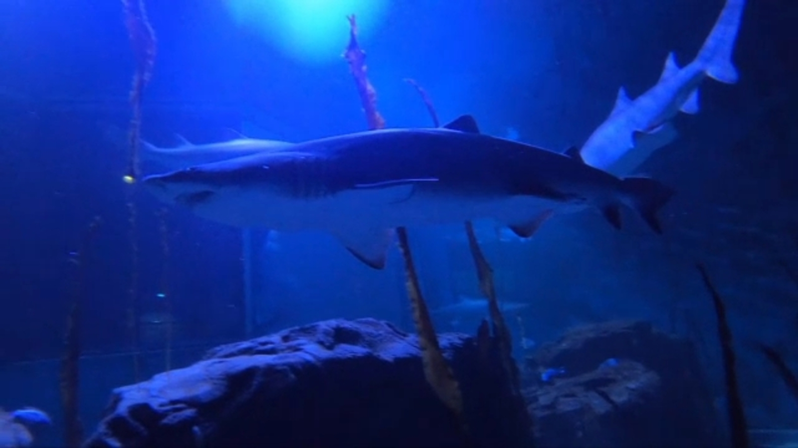 The Maritime Aquarium in Connecticut seeks volunteer divers to swim ...