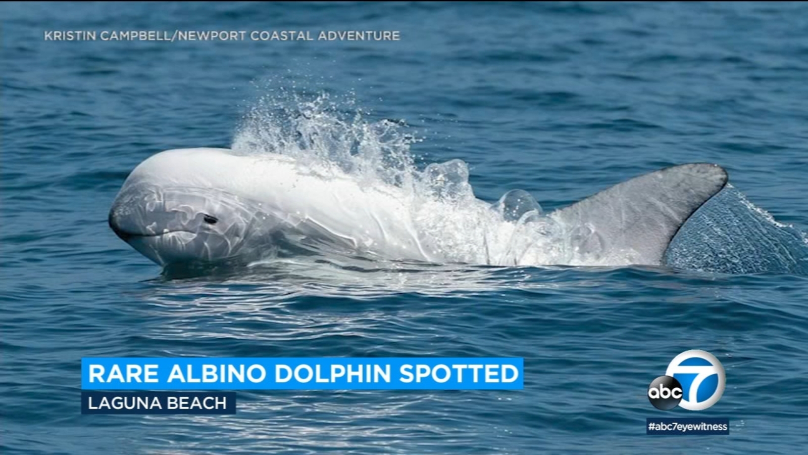 Albino Delfin
