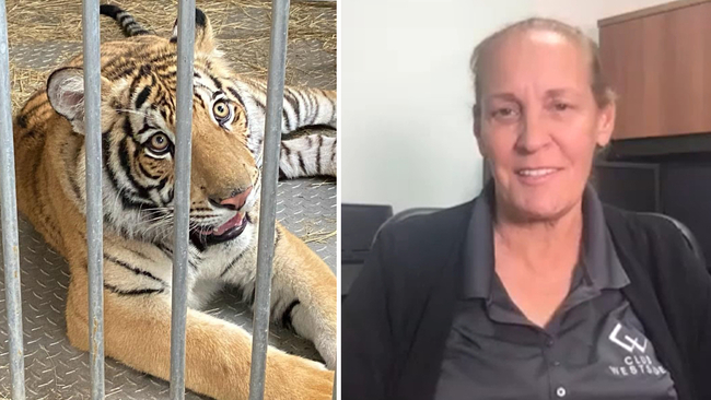 India the Tiger dies: Houston animal cared for by Fort Bend Co. murder ...