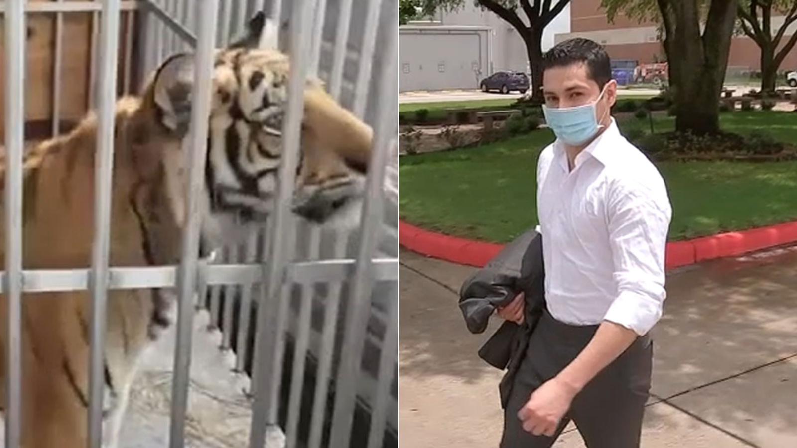 Victor Cuevas, Houston man linked to India the tiger, released from ...