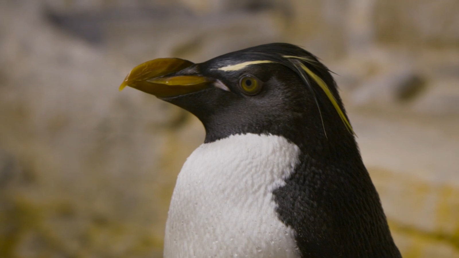 Shedd Aquarium gives peek at animals in multi-part series Ocean on the ...