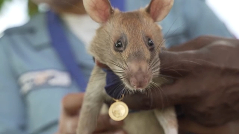 Magawa the 'hero rat' retires after 5 years spent sniffing out ...
