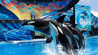 Killer Whales Seaworld Tilikum Killer Whales Seaworld Tilikum