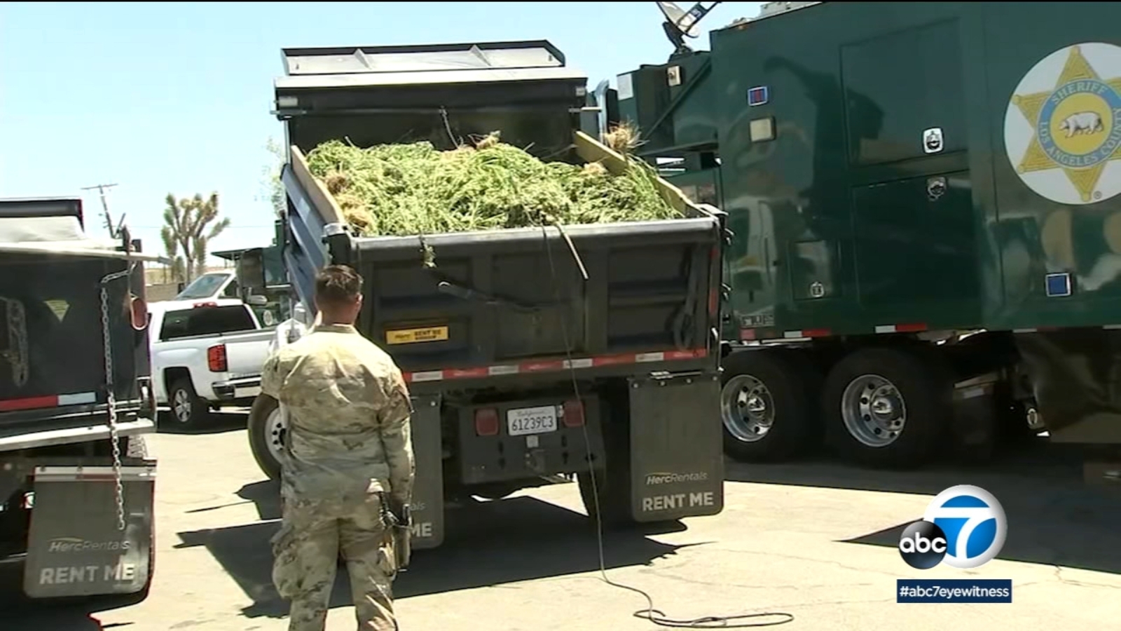 Lancaster: LASD launches massive raid on illegal marijuana grows ...