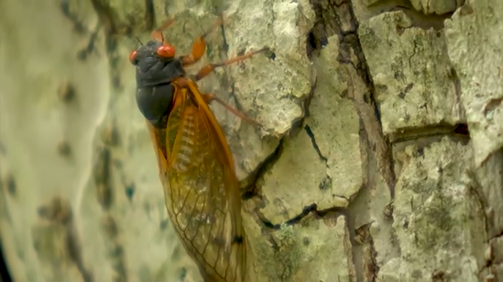 Some bug enthusiasts still awaiting Brood X cicadas on Long Island ...