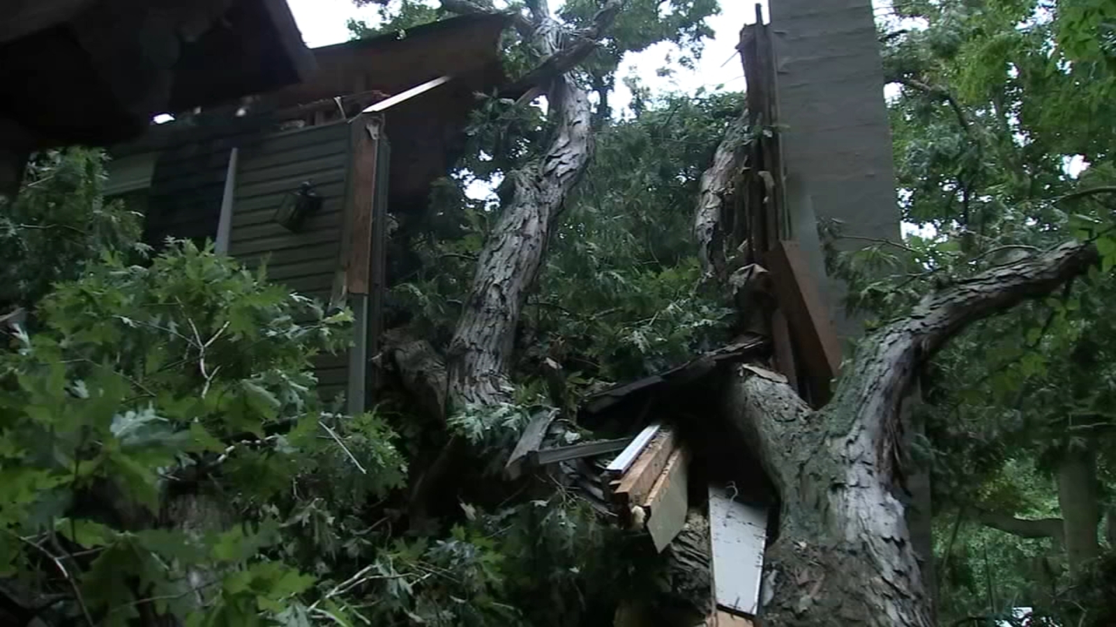 Delaware woman rescued: Family counting blessings after tree crashes ...