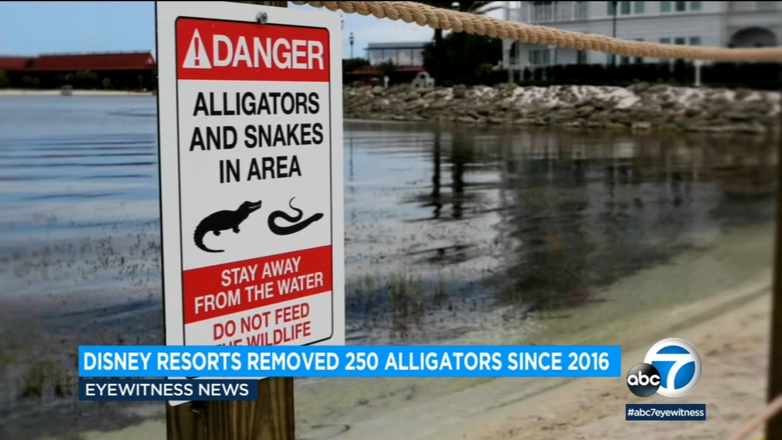 Disney alligator attack: 250 gators removed from Disney's Florida ...