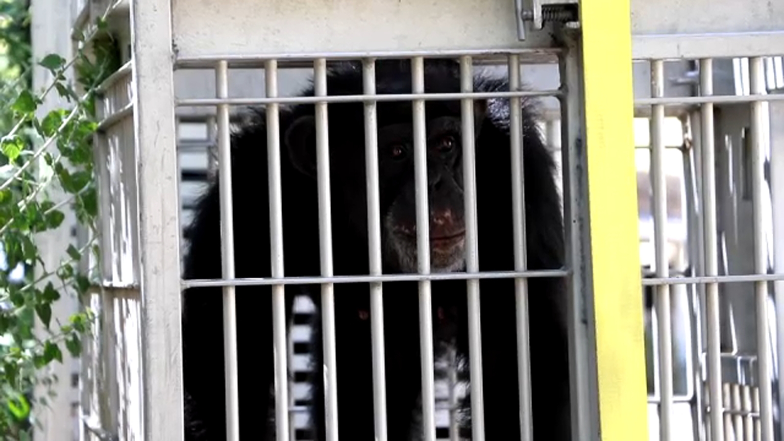 Six rescued chimpanzees traveling through Fresno on way to new home ...