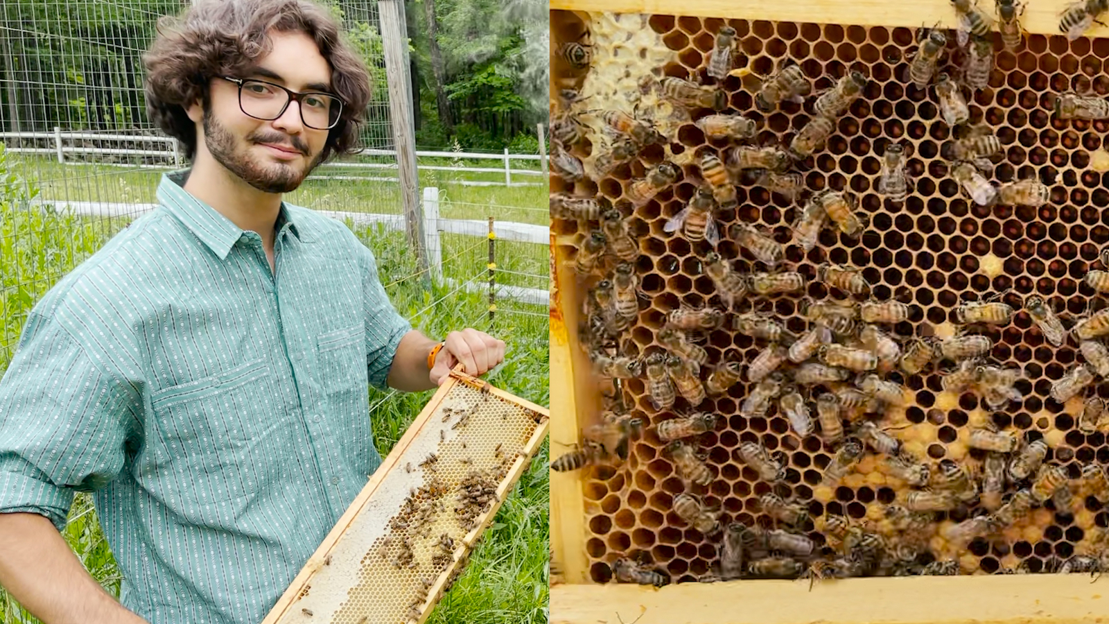 Honey Bees thrive and stay busy at Sweet Cheeks Farm and Apiary farm in ...