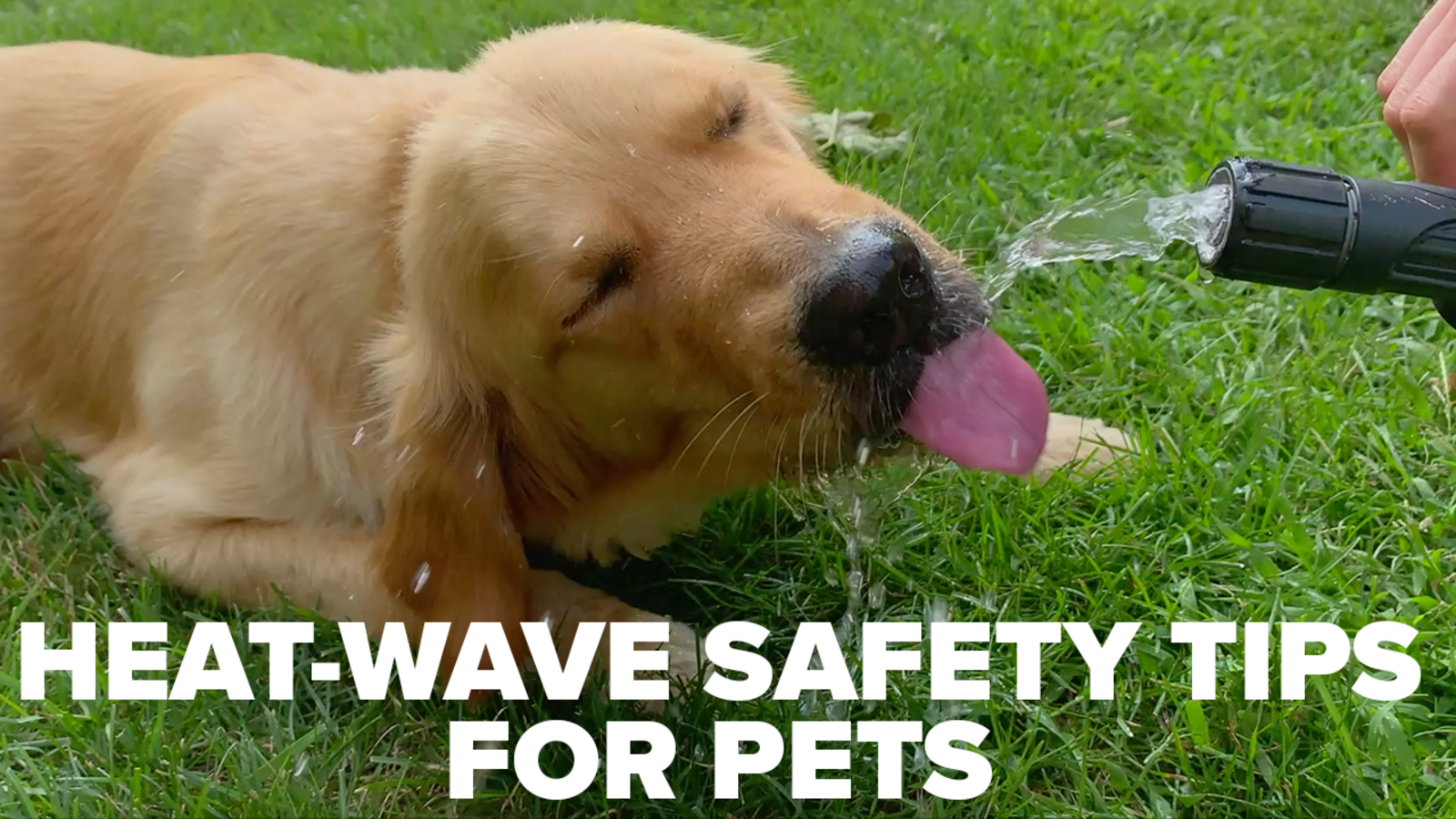 Pets and the heat: SPCA chief reveals safety tips for dogs, cats - ABC7 ...