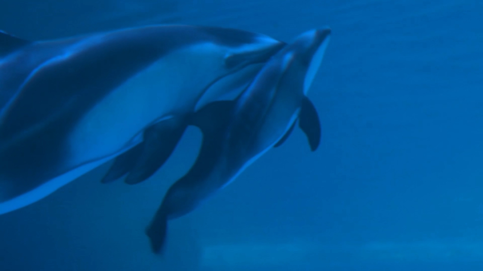 Baby animals born daily at Shedd Aquarium for conservation through ...