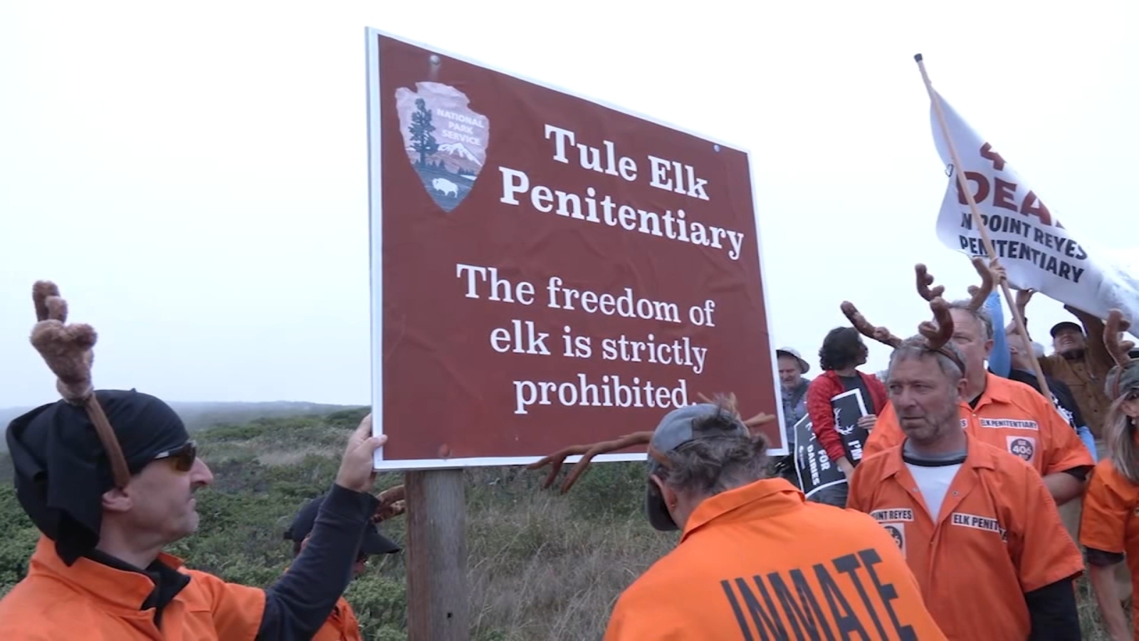 'Elk prison': Protesters demand protection for tule elk at Point Reyes ...