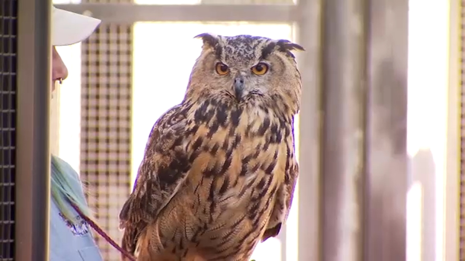 Fresno Chaffee Zoo unveils ambassador animal complex - ABC30 Fresno
