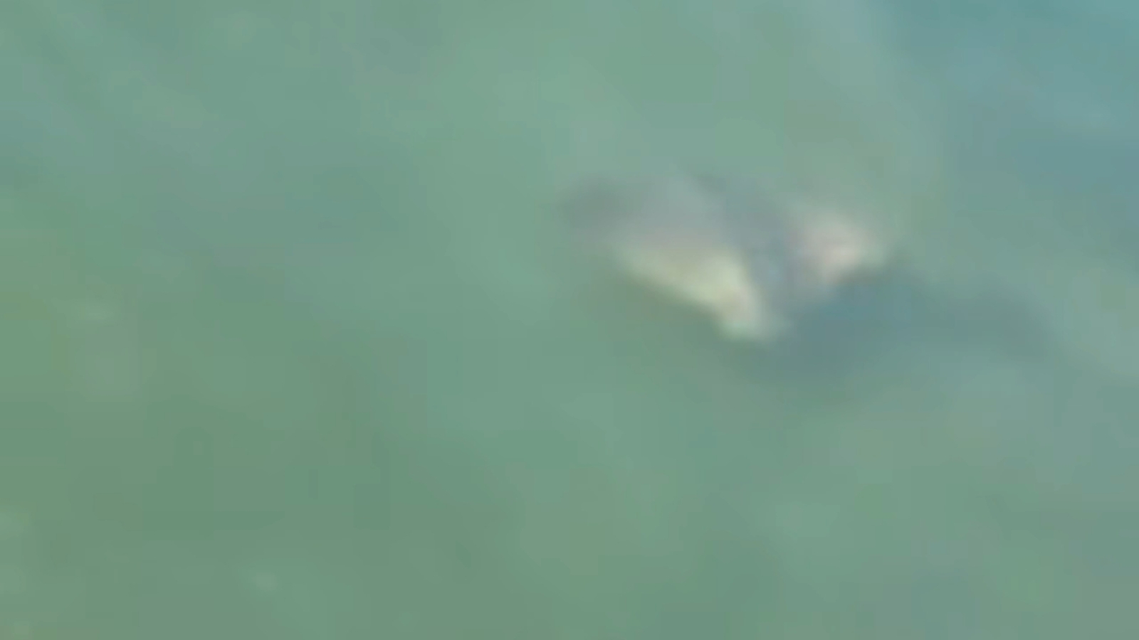 Bat ray in Oakland's Lake Merritt could actually be a good sign for the ...