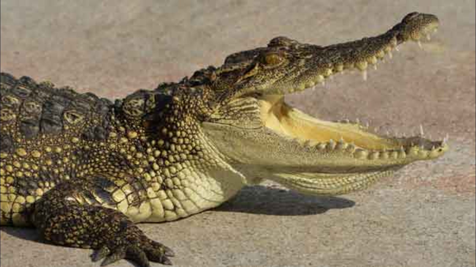 Multiple alligator sightings reported in Carolina Beach - ABC11 Raleigh ...
