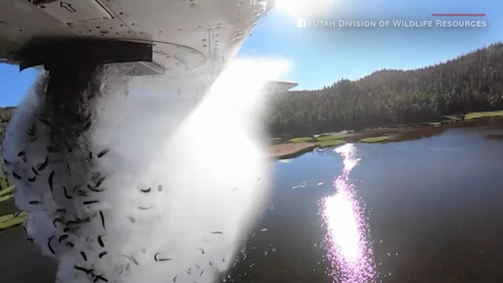 Video: Thousands of fish dropped from plane to restock Utah lake below ...