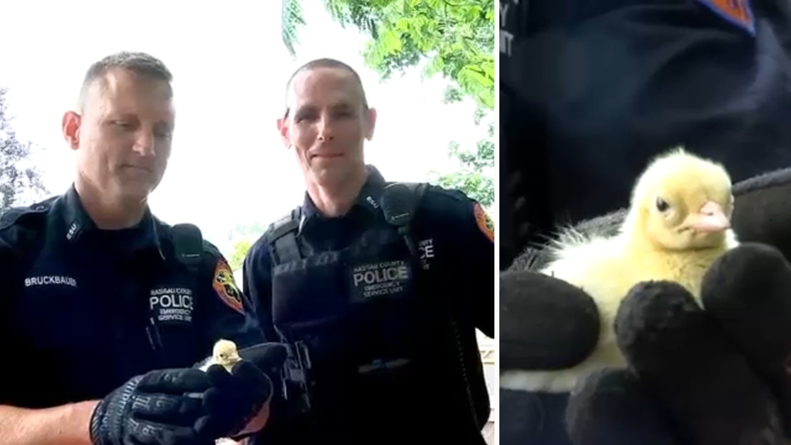 Hero officers honored for rescuing baby peacock at Milleridge Inn on ...