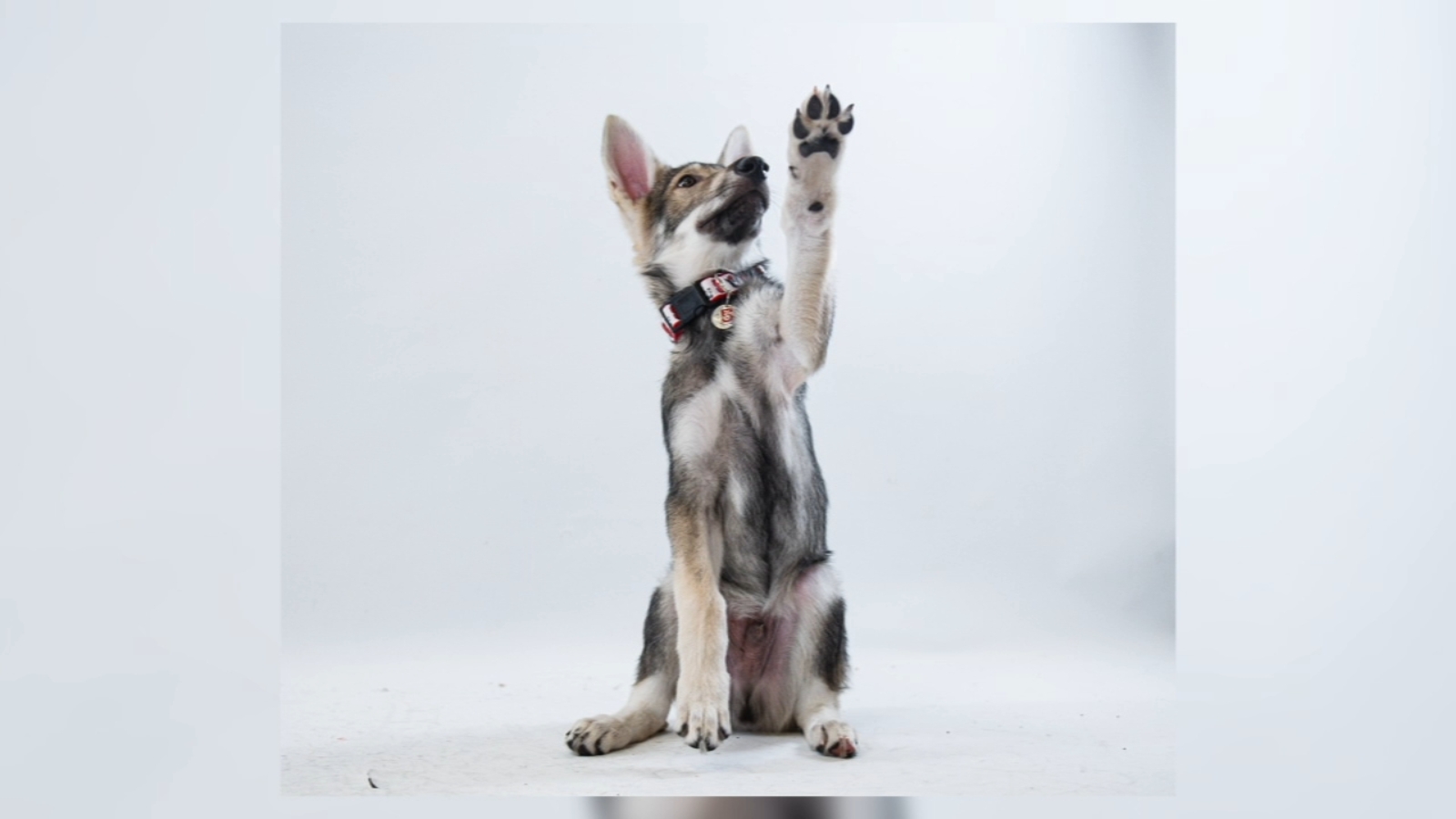 Tuffy III: Meet NC State's newest live mascot after previous Tuffy II ...