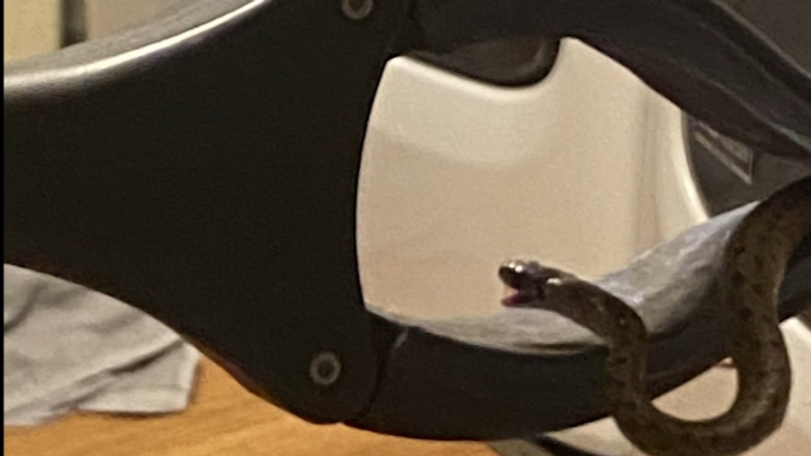 Augusta, Georgia family finds 18 snakes under bed - ABC7 Chicago